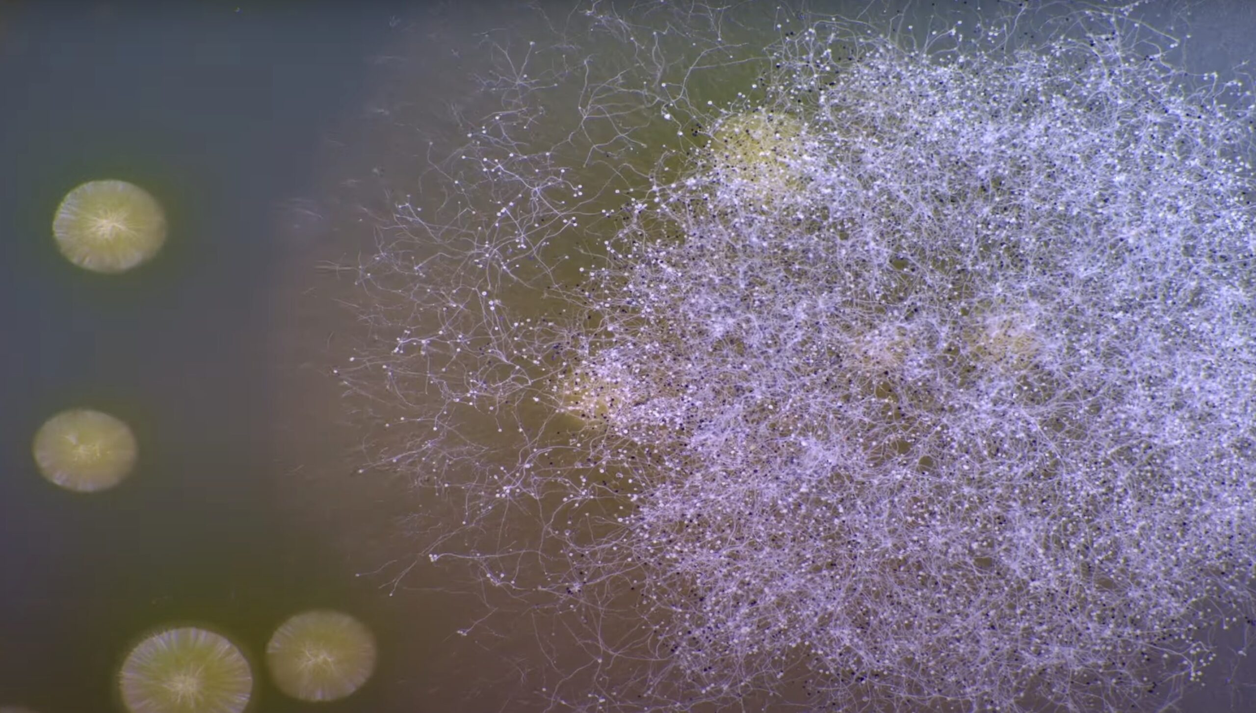 Duke Microbiome Center Welcome to the Microbial Revolution