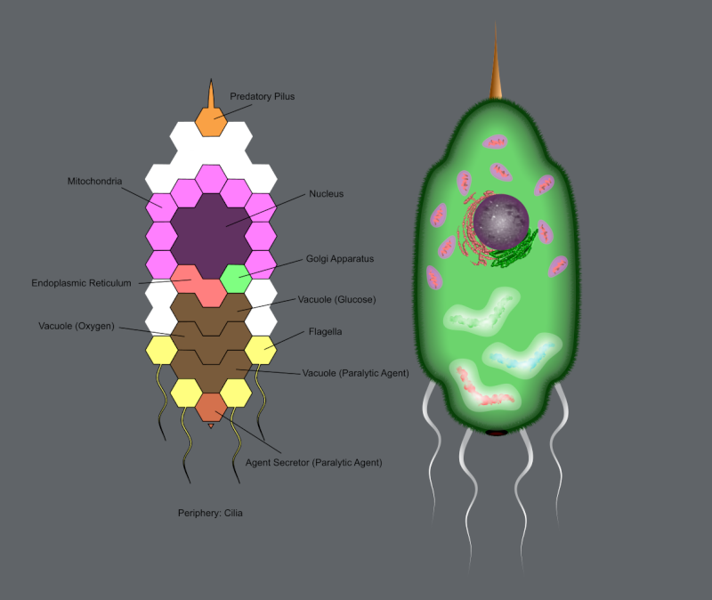 Pilus, Defenses Against pilus, and pilus variations - Theory - Thrive ...
